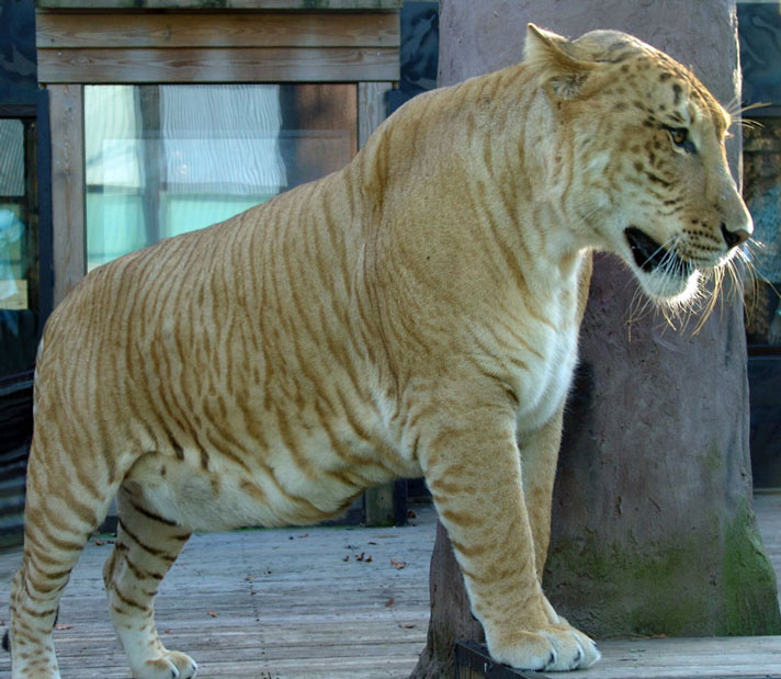 Pictures of Ligers (Lion-Like and Tiger-Like Ligers)